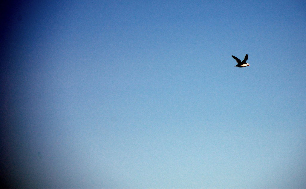 Startseite - Zeig mir Island